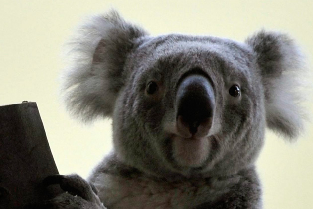 A nap képe – Koala az állatkertben - Cultura.hu